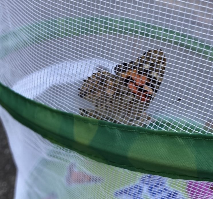 Bye bye, butterflies – Chad Comello