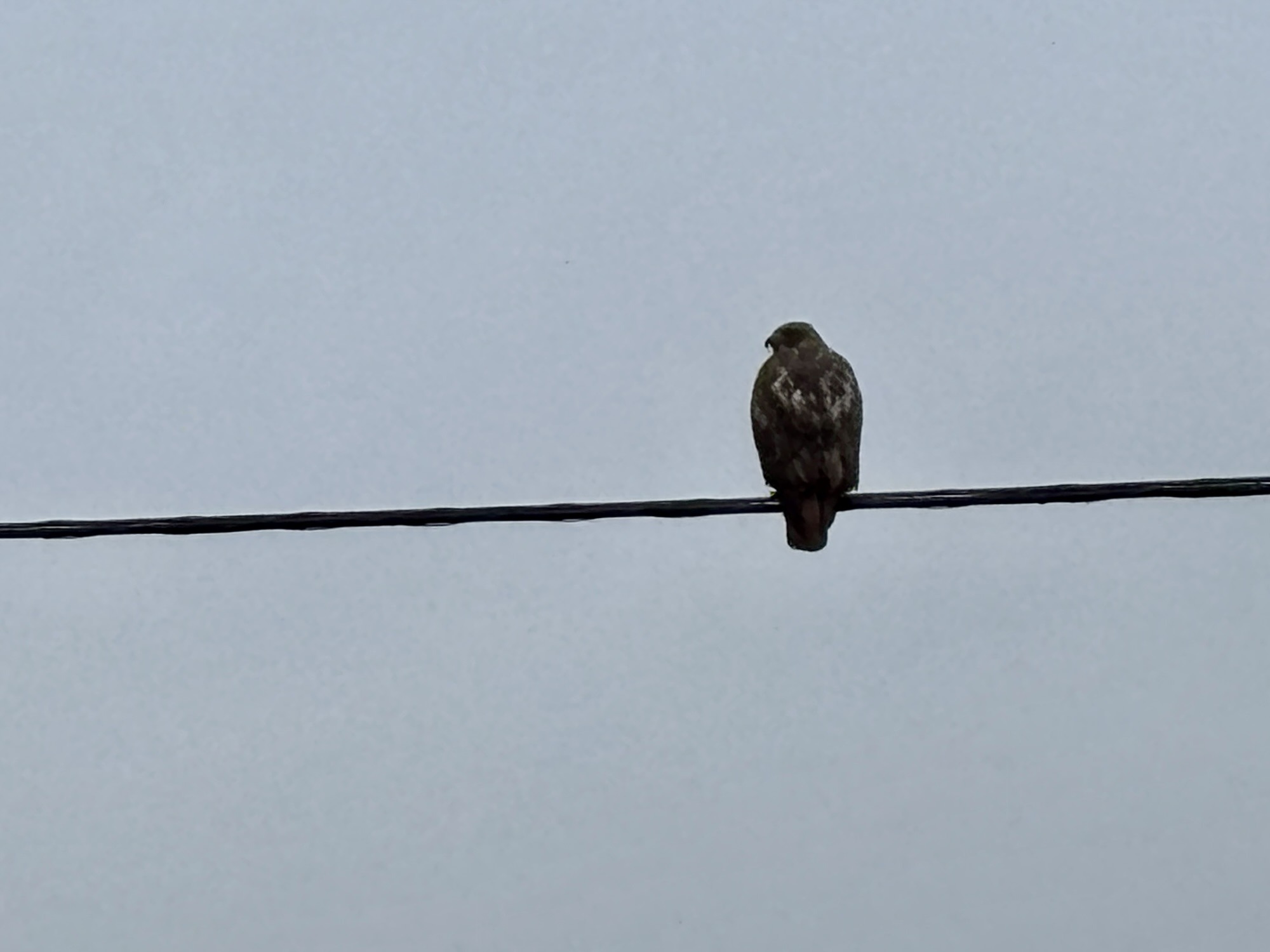 2024 in review – Chad Comello